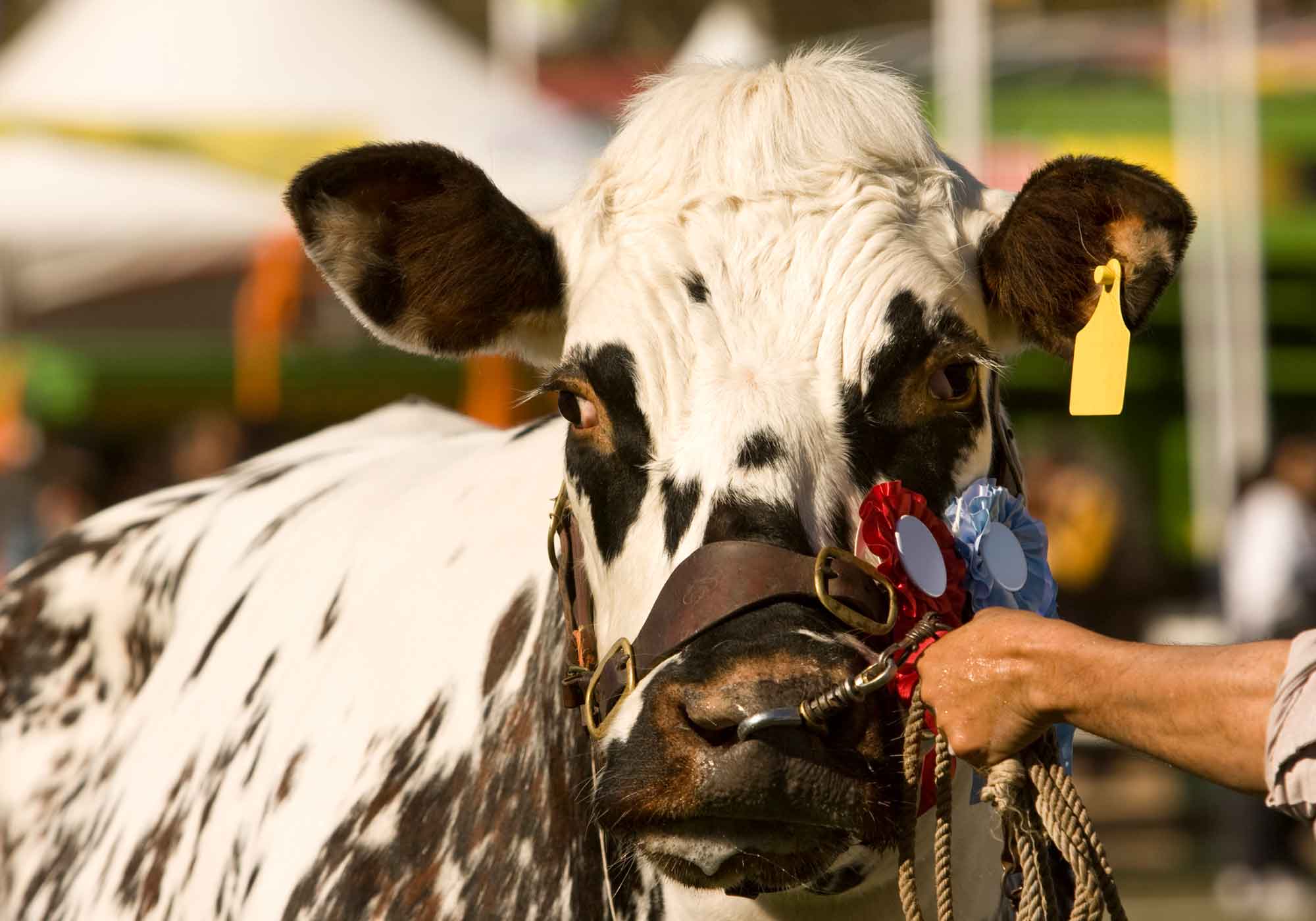 Virginia County Fairs to Visit This Summer - Charlottesville Family