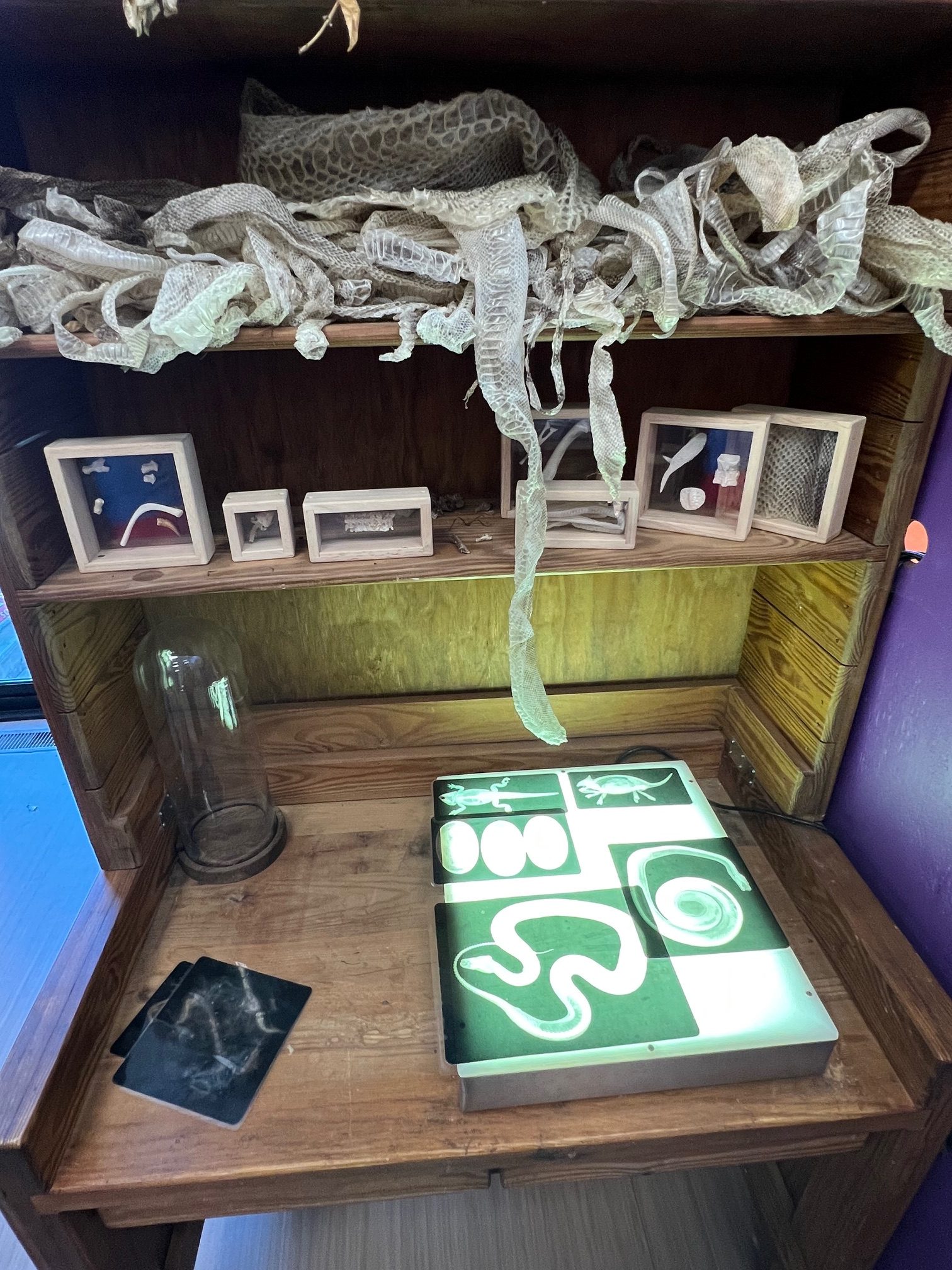 Virginia Reptile Museum - Charlottesville Family